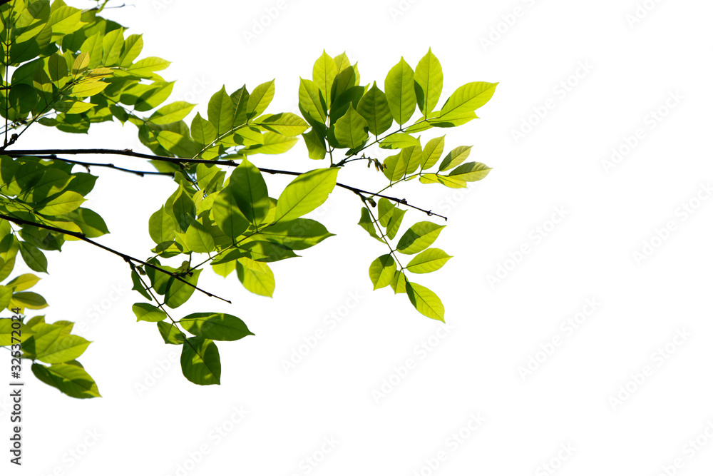 Horizontal Tree Branch