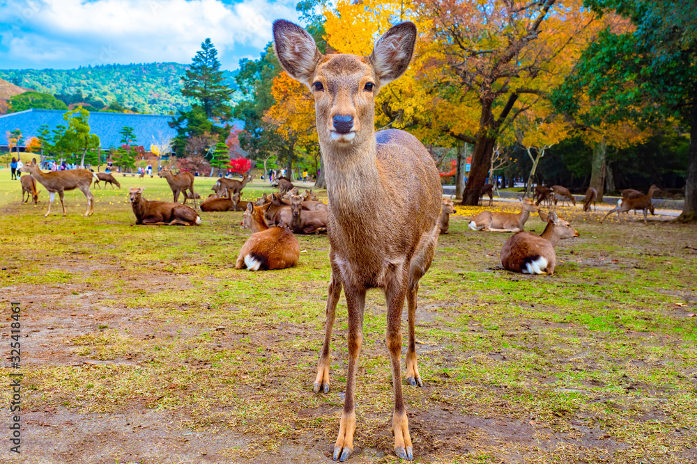 Japan. Deer in Nara Park in Japan. The deer looks at the camera. A herd ...