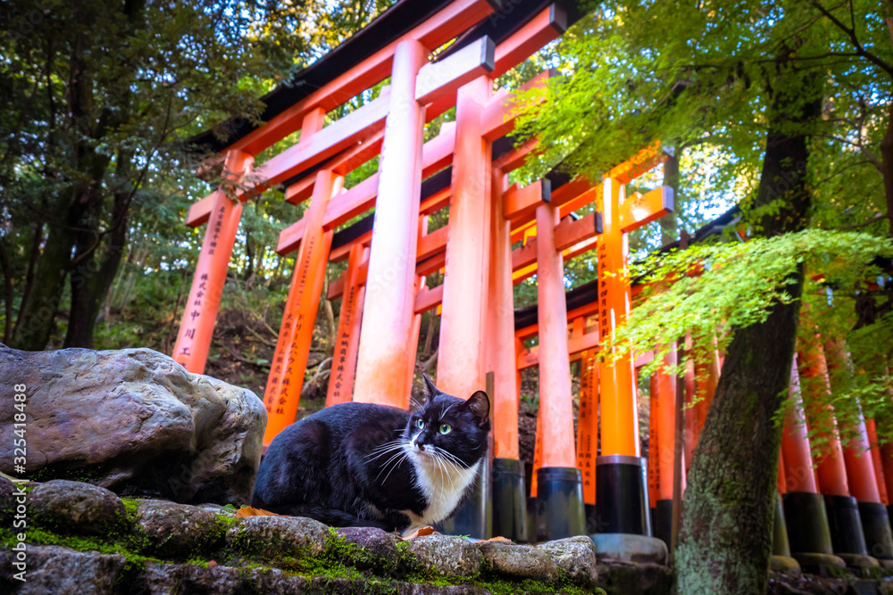 Japan. Kyoto. The Fushimi Inari Shrine. A cat sits next to a Japanese ...