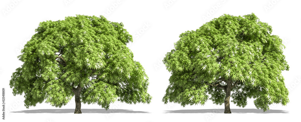 Beautiful Acer palmatum tree isolated and cutting on a white background ...