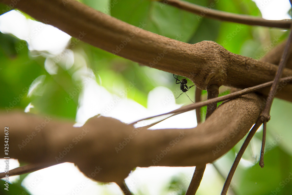 Foto de Close up of Banisteriopsis Caapi vines, one of the Ayahuasca ...
