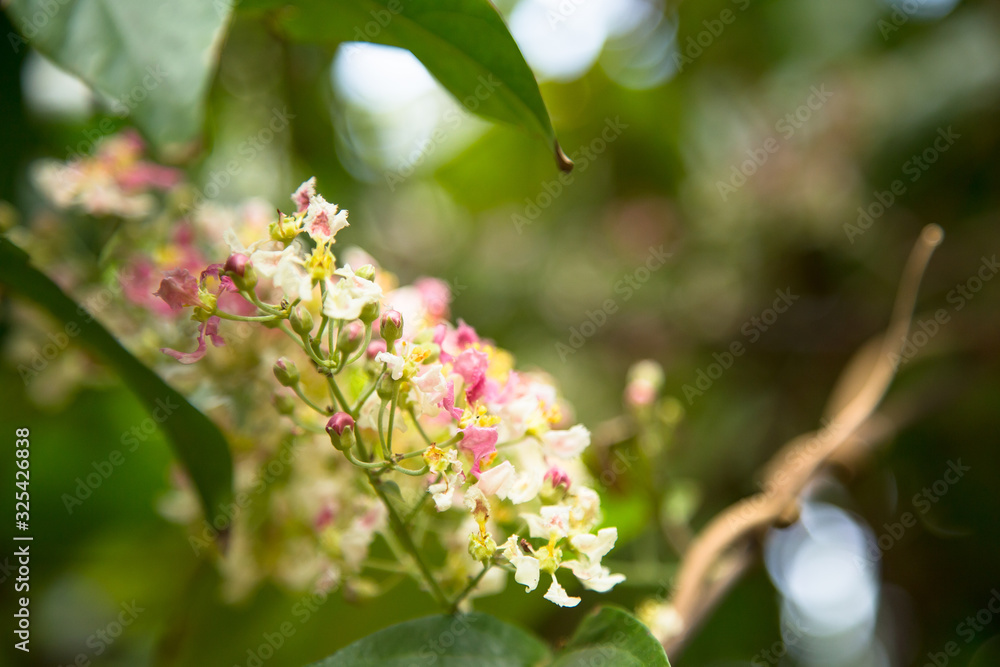 Close up of Banisteriopsis Caapi flowers and vine, one of the Ayahuasca ...