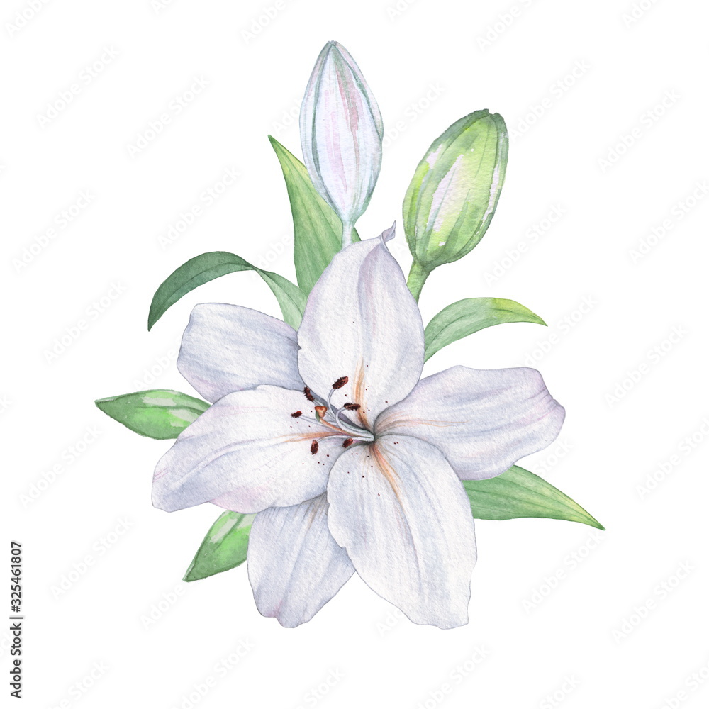 White lily 1. Composition of white flowers. Watercolor illustration ...