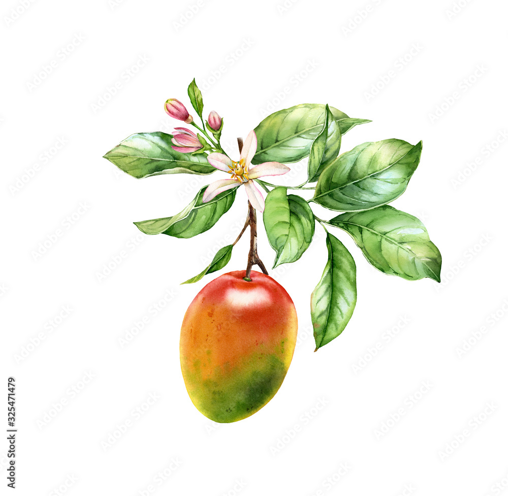 Watercolor Mango fruit. Tree branch with flowers leaves. Realistic ...