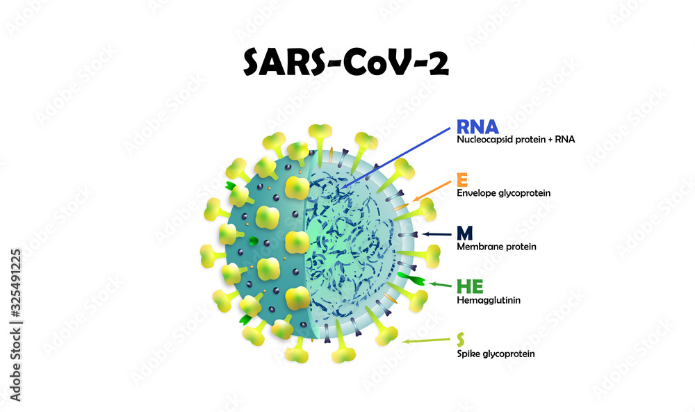 SARS-CoV-2 Coronavirus Stock Illustration | Adobe Stock