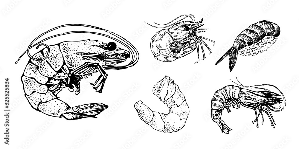 Prawn, Shrimps, vector images. Vector graphics for labels, menus ...