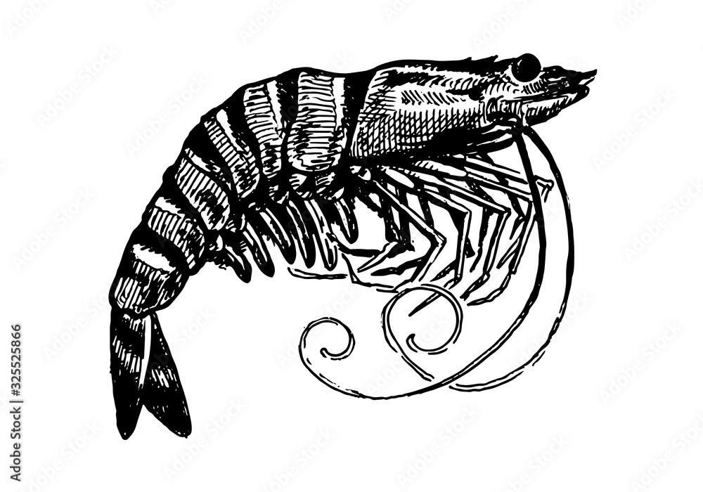 Tiger prawn, vector images. Vector graphics for labels, menus ...