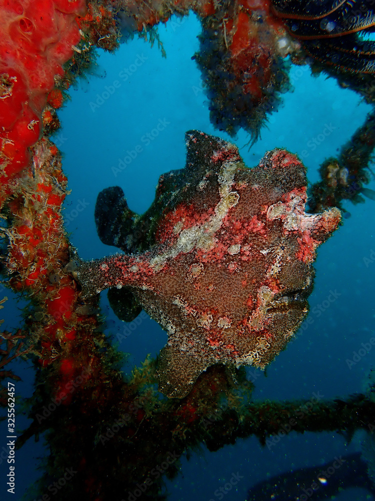 Closeup and macro shot of Commerson's frogfish or the giant frogfish ...