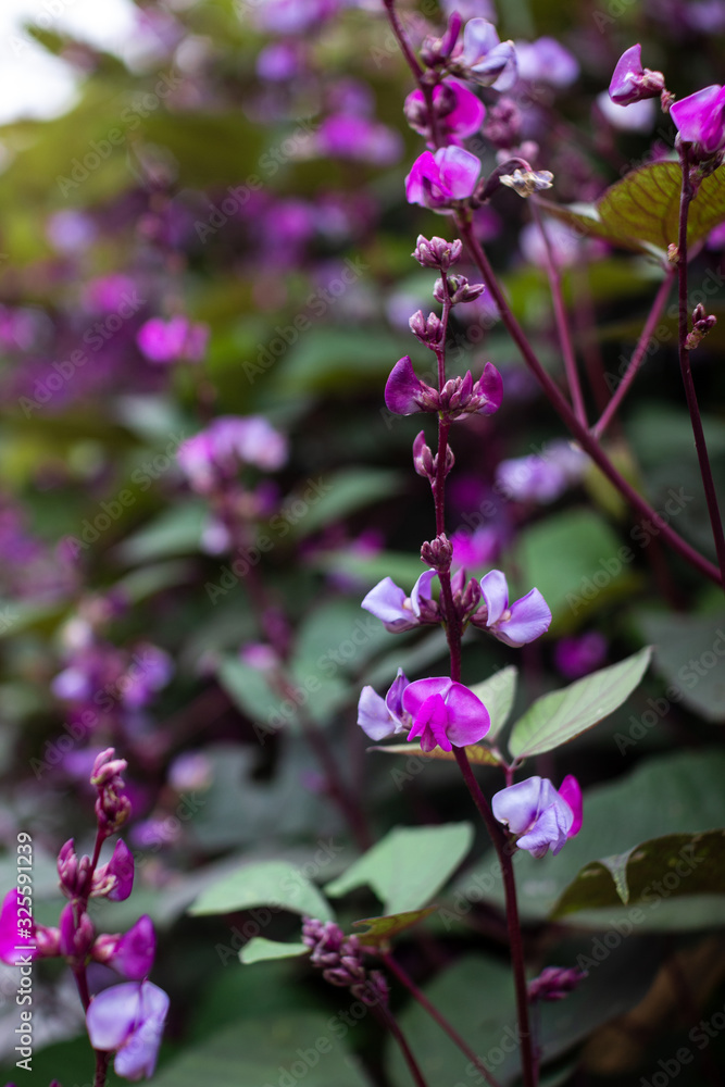 Lablab purpureus close up. Bean decorative plant with purple flowers on ...