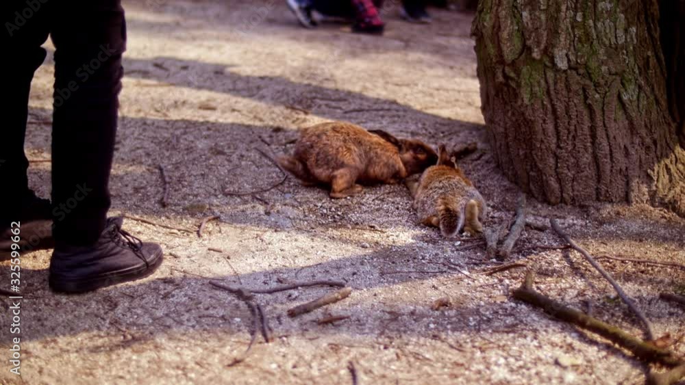 Two wild bunnies of Okunoshima are beeing filmed by a male tourist ...