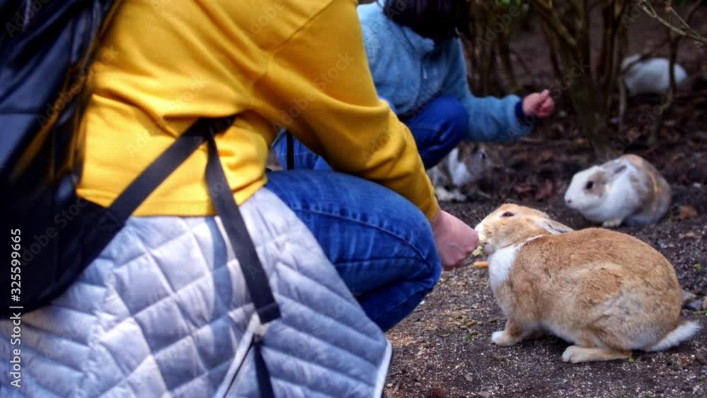 Tourists feeding wild bunnies on a japanese island. Ōkunoshima in Japan ...