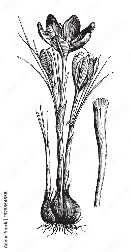 Autumn Crocus Drawing