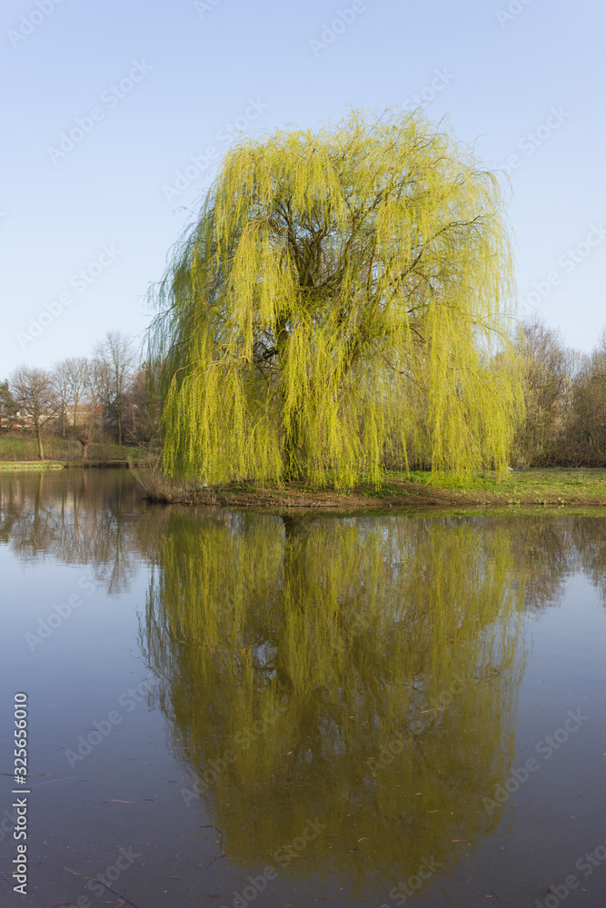 Willow tree (Salix babylonica) with green pendulous branchlets and ...