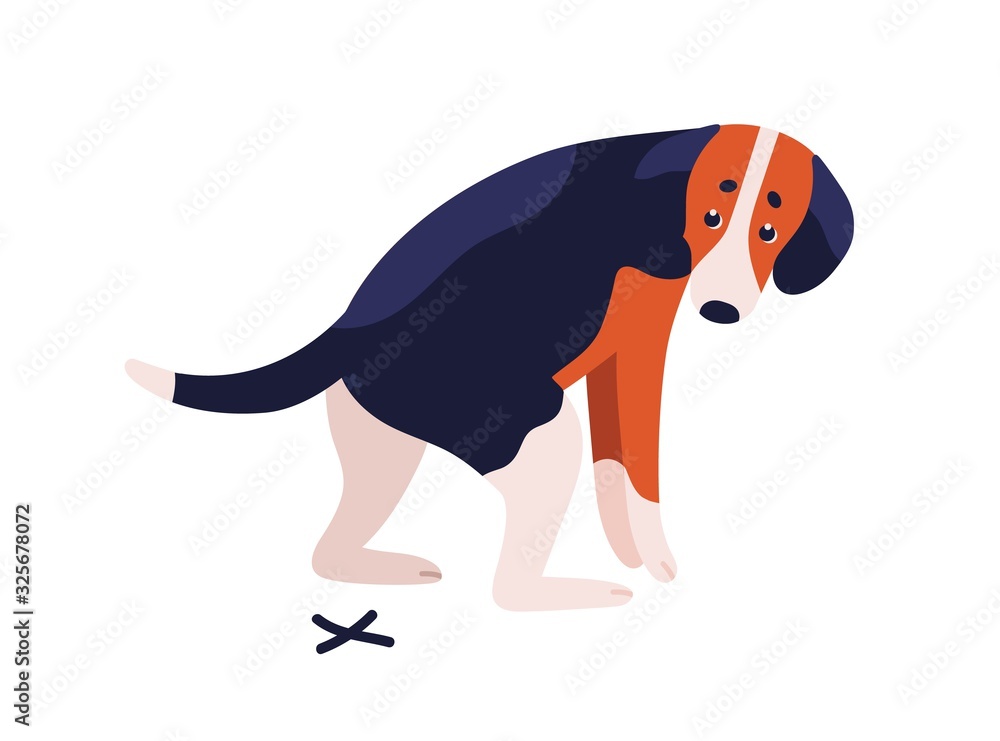 Short haired dog beagle breed during shitting vector flat illustration ...