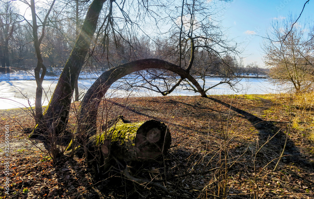Crooked tree trunks in an abandoned Park. A scary, mystical place in an ...