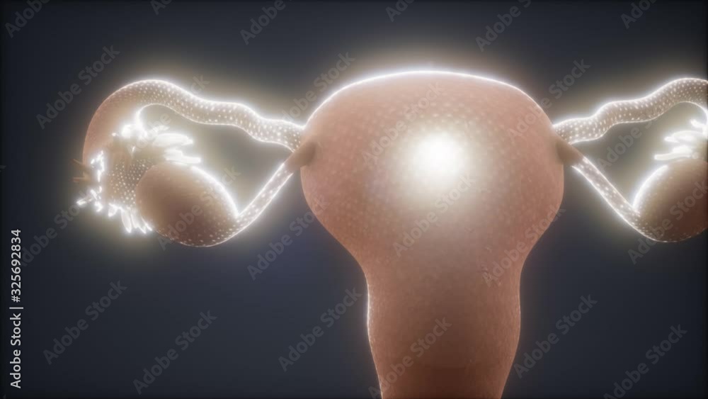 Female Reproductive System Anatomy animation Stock Video | Adobe Stock