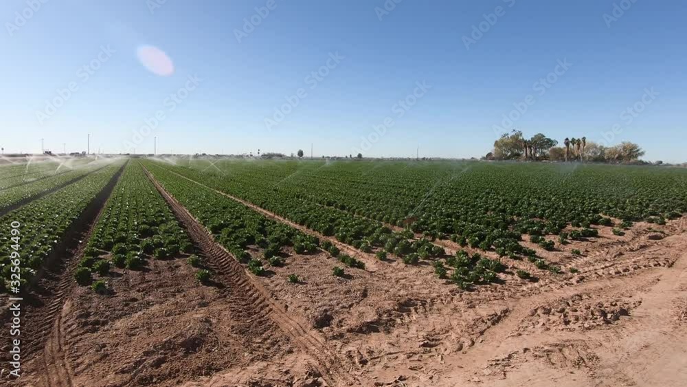 Driving by active irrigation sprinklers in lettuce field – Yuma Arizona ...