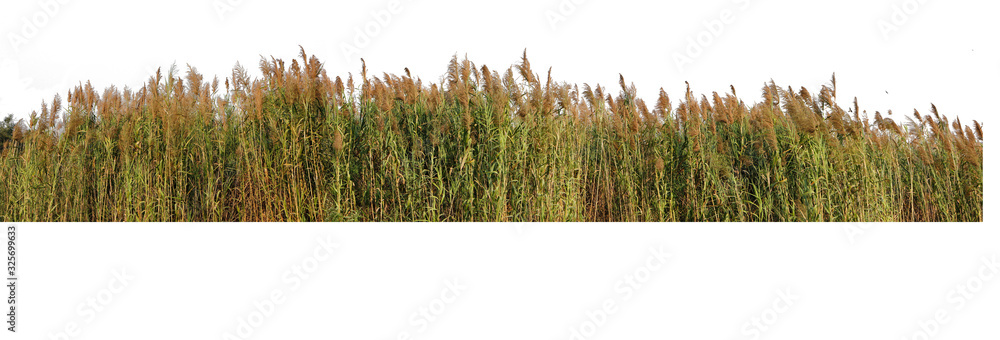 The Red grass. The Giant reed.The Great reed.Bulrush, Cattail, Cat-tail ...