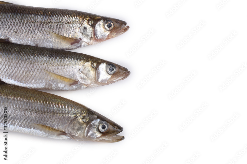 Smelt fish isolated on white. (Big Pacific smelt - Osmerus mordax ...