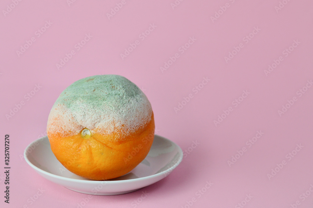 rotten orange. Rotten moldy orange in a plate on pink background. A ...