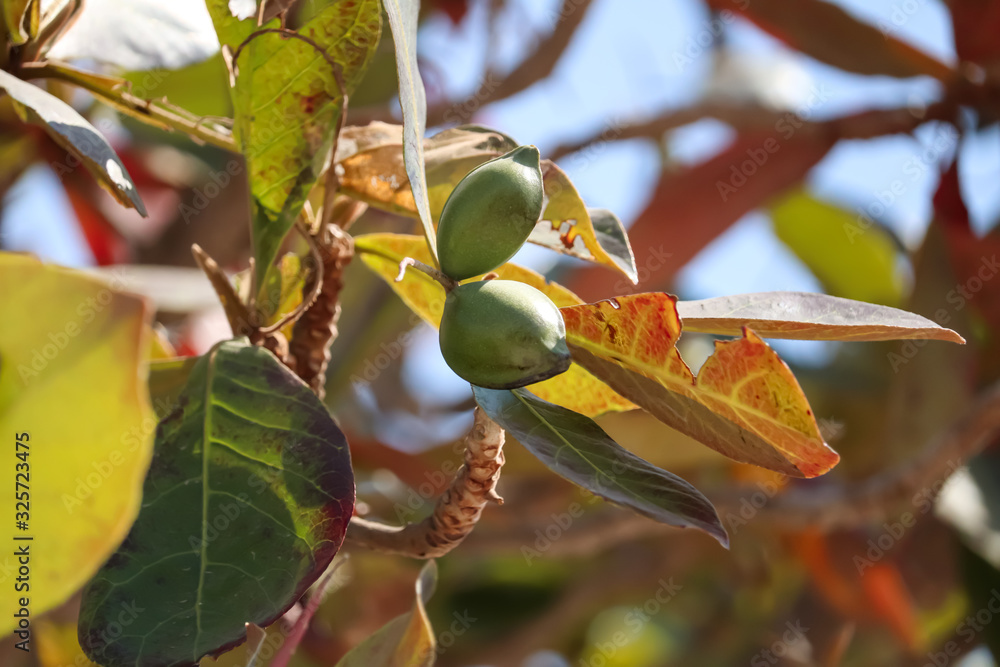 Group of raw seeds of Bengal almond, Indian almond, Olive bark tree ...