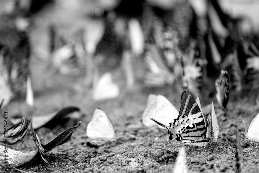 butterflies swarm eats the minerals in the soil, Pang Sida, Sa Kaeo ...