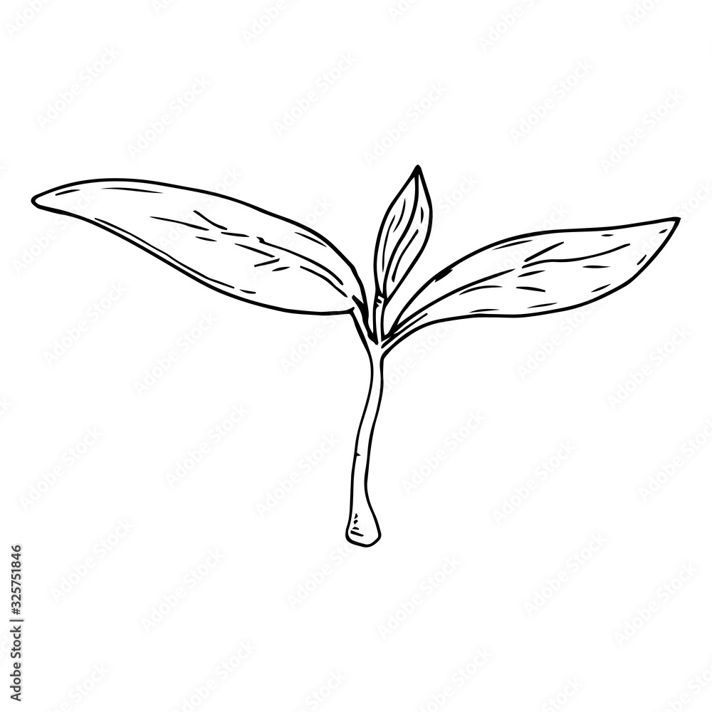 Young sprout icon. Vector illustration of a young plant for spring ...