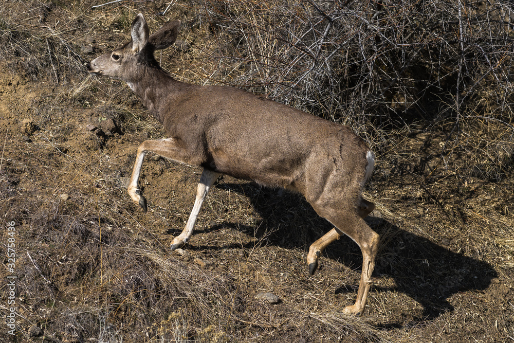 Mule Deer Running