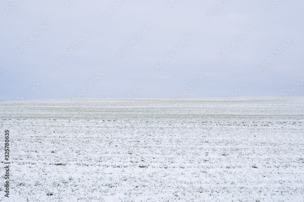 Wheat field covered with snow in winter season. Winter wheat. Green ...