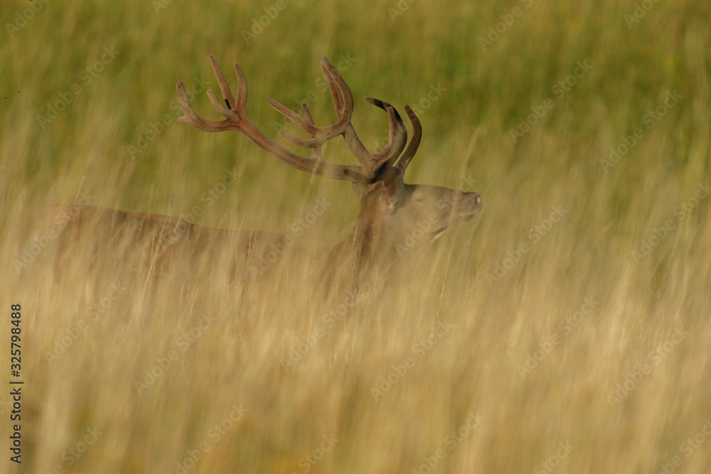 Stag deer with growing antler to rest on the grass in spring Stock ...