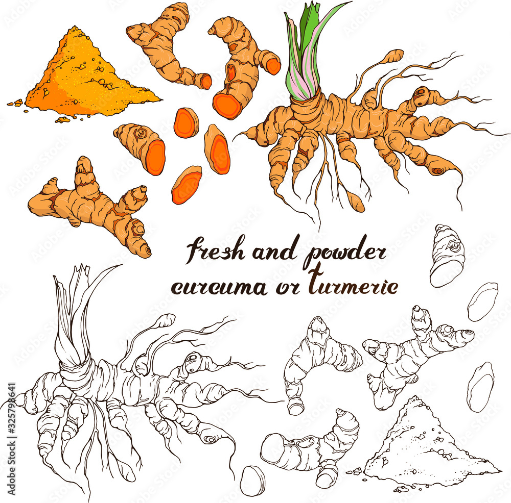 Vector set with hand drawn turmeric : root, slices, powder. Linear ...