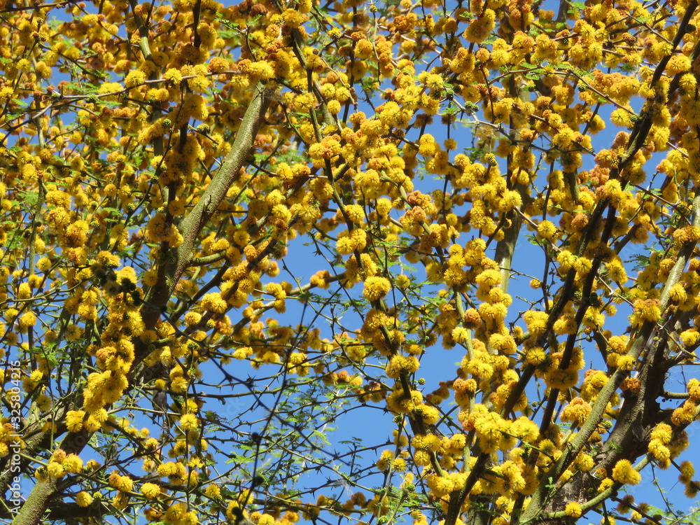 espino chileno con flores amarillas con cielo azul de fondo Stock Photo ...