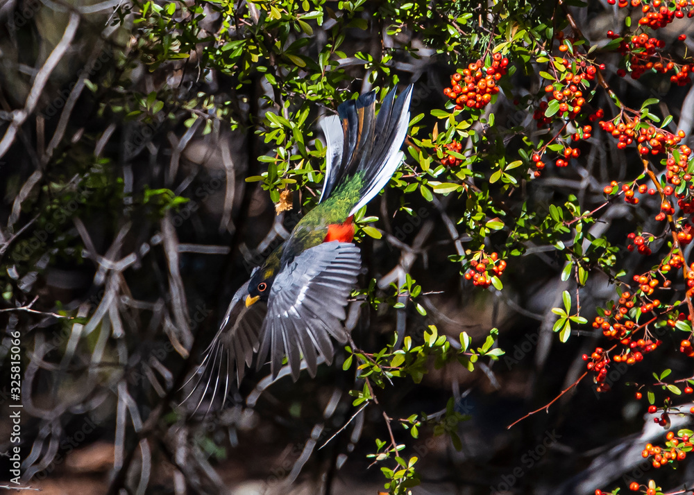 Foto de Elegant Trogon (Trogon elegans) in Flight in Front of Desert ...