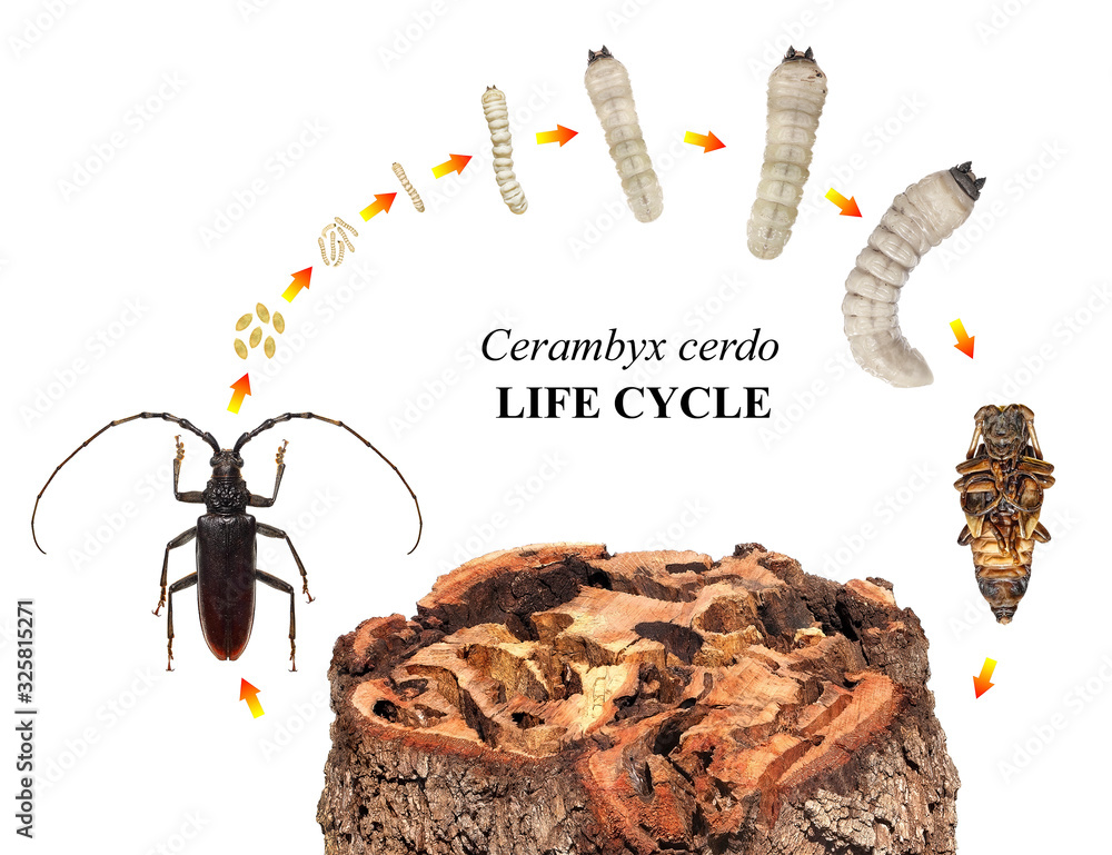 Great Capricorn Beetle, Cerambyx cerdo, (Cerambycidae) is one of the ...
