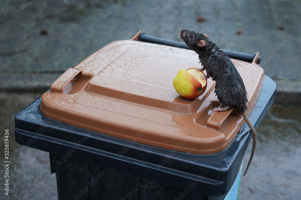 Eine wilde Wanderratte, Rattus norvegicus, sitzt auf einer Mülltonne im ...