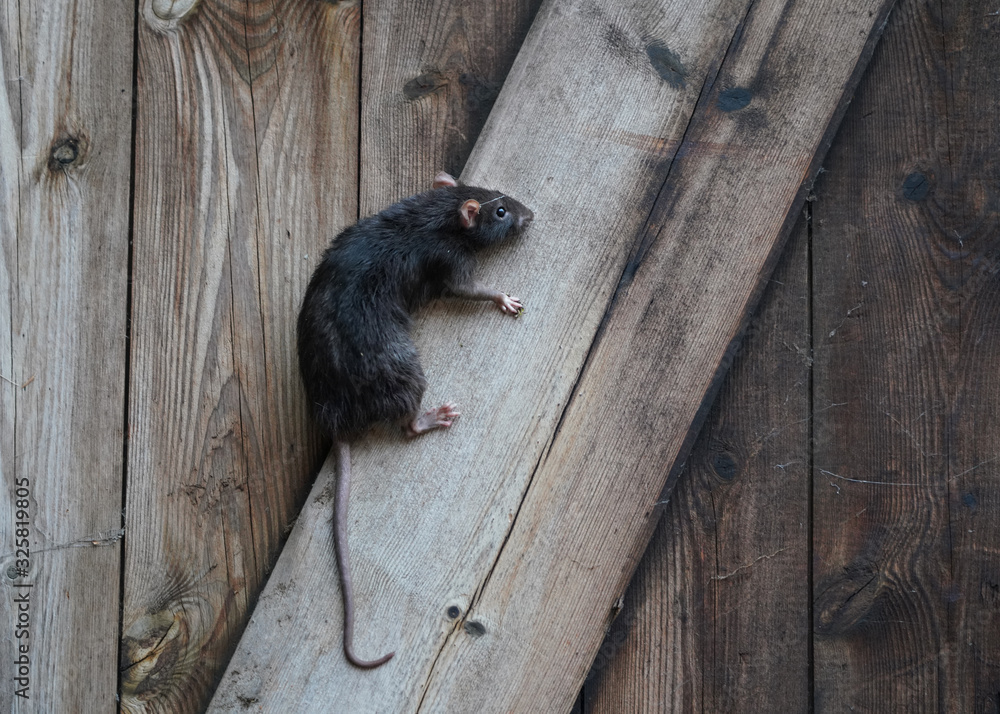 Wanderratte, Rattus norvegicus, klettert in einer Holzwand Stock Photo ...
