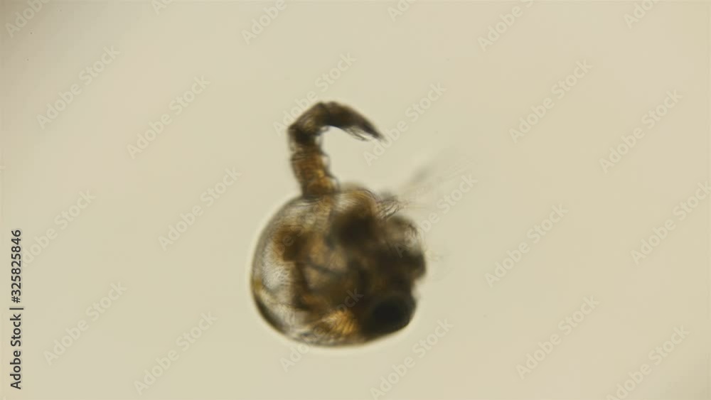 Stockvideo The crab larva under the microscope, called Zoea, lives as a ...