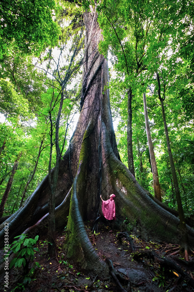 Arbre géant forêt tropicale Stock Photo | Adobe Stock