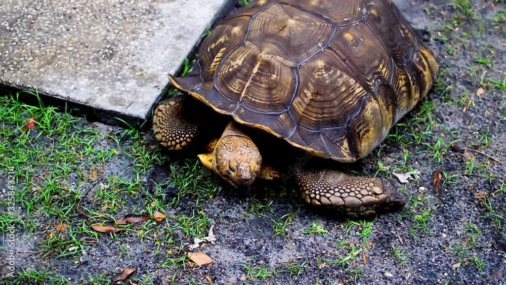 The Big African Spurred Tortoise (Centrochelys sulcata), also called ...
