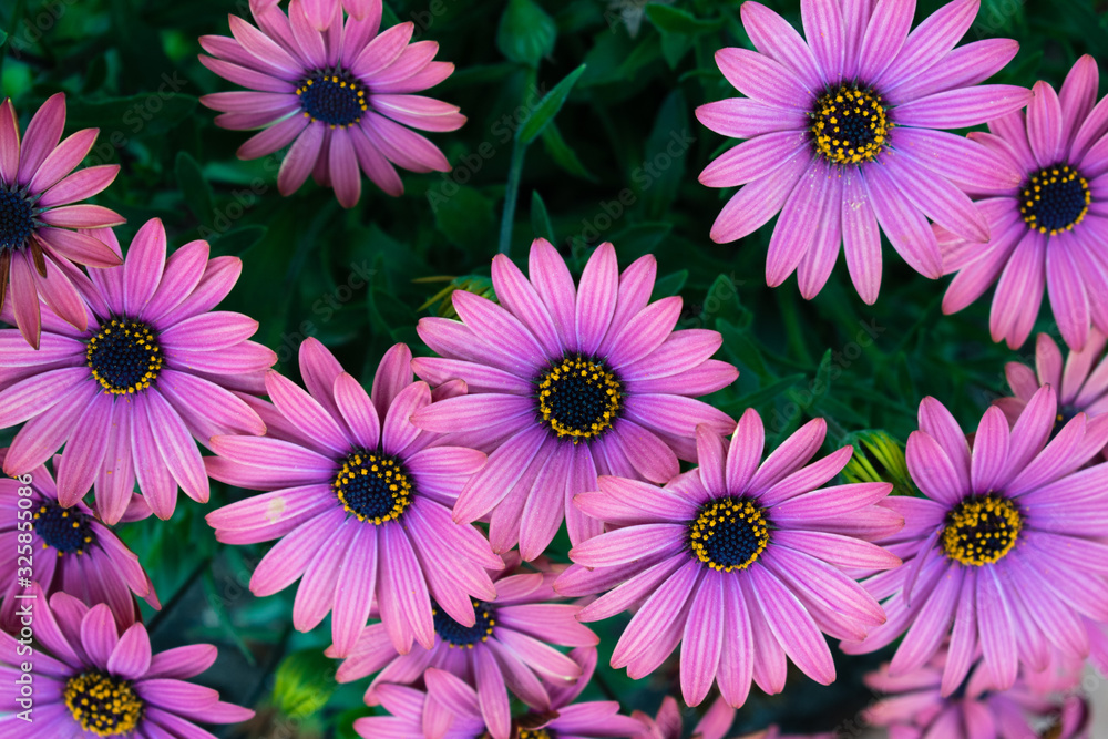 PURPLE AFRICAN CAPE DAISY Dimorphotheca Flower , Osteospermum ...