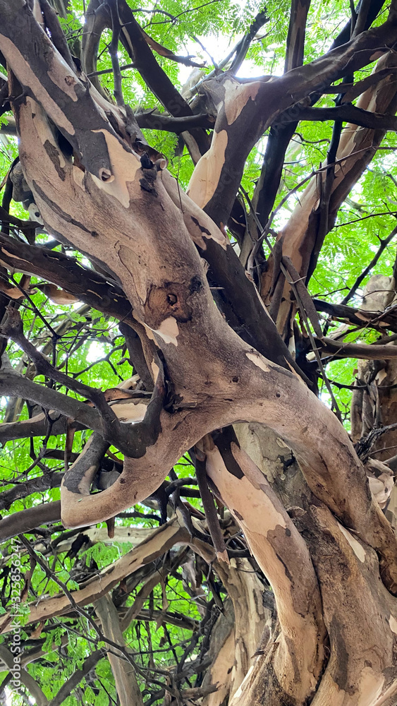 Wonderful perspective of a Brazilian Ebony tree also known as Pau Ferro ...