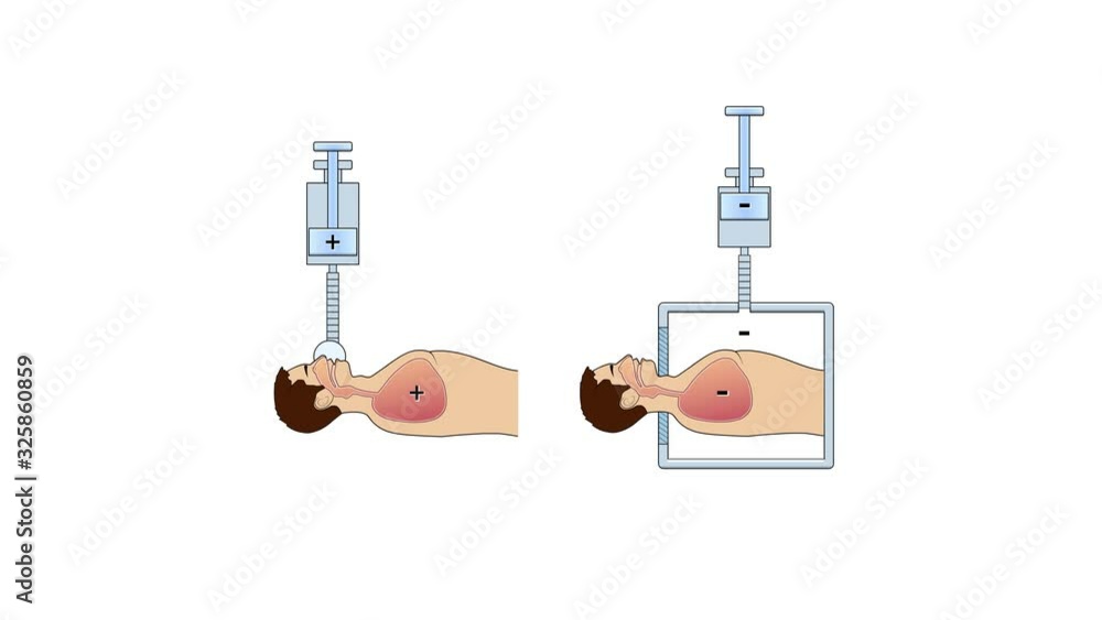 Respiratory system of human the anatomy of airways. Principle of ...