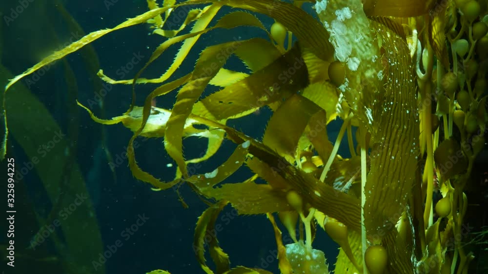 Light rays filter through a Giant Kelp forest. Macrocystis pyrifera ...