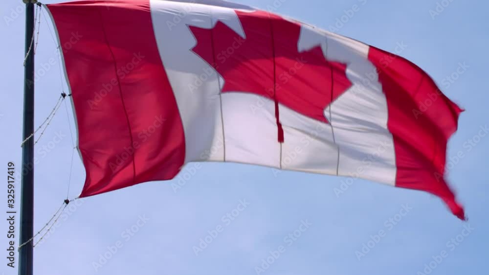 Vidéo Stock Marvellous national symbol Canada flag red white maple leaf ...