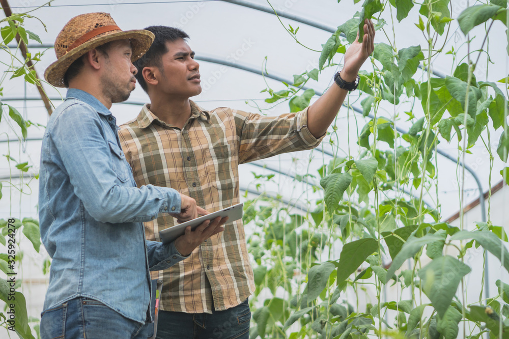 farmer checking and controling produce to qulity of product in farm ...