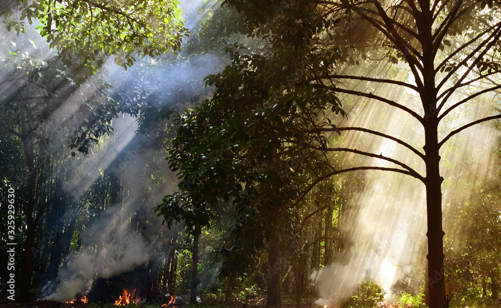 Foto de Sun rays shining through the trees in the garden. Wildfire and ...