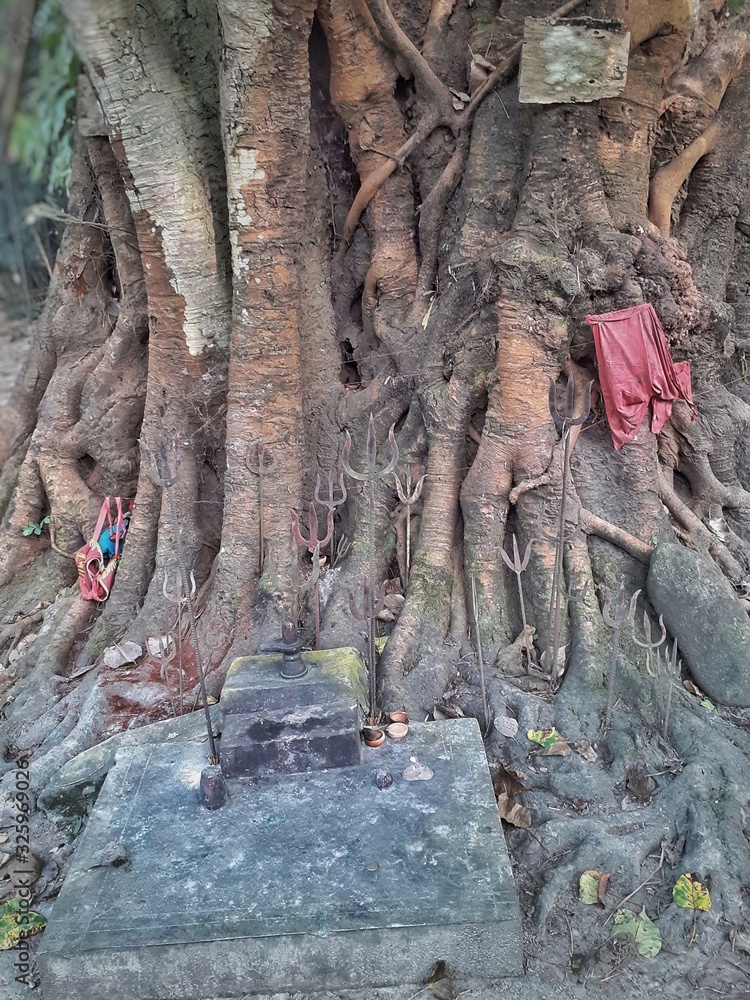 Banyan tree worshipped by Hindu people in India Stock Photo | Adobe Stock