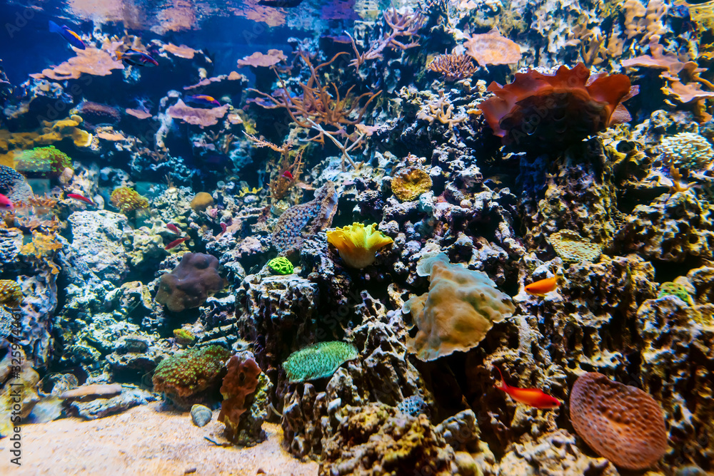 exotic tropical fish swim between coral reefs and algae in an aquarium ...