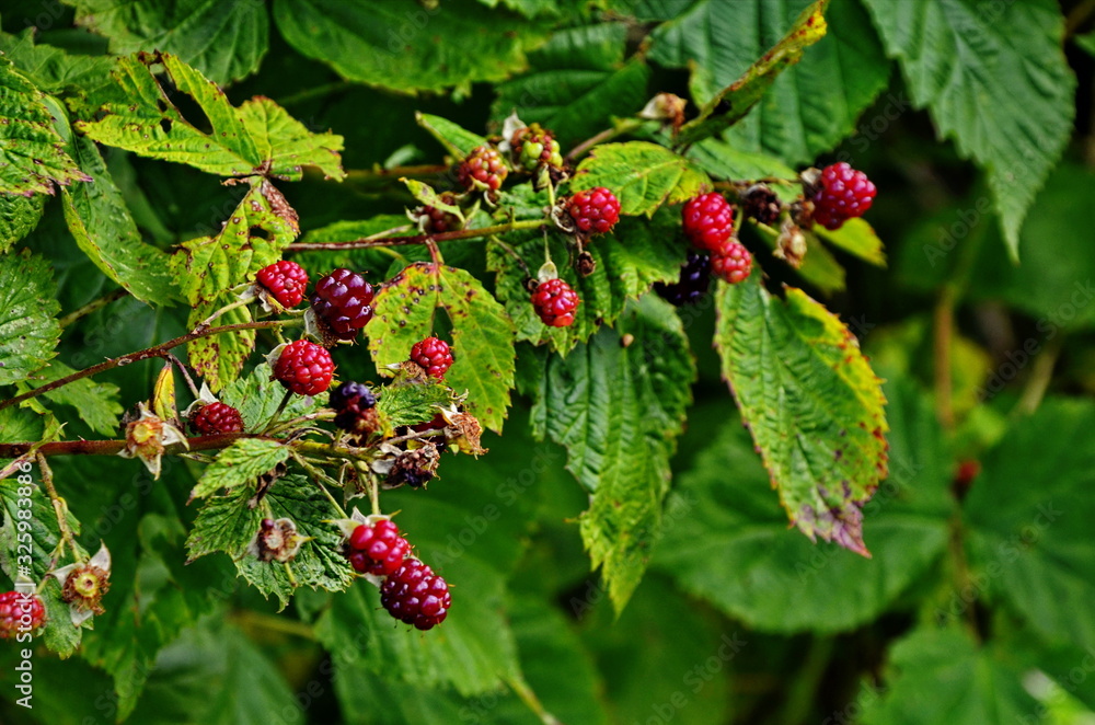 Rubus idaeus, shrub, a species of the Rubus genus of the family ...