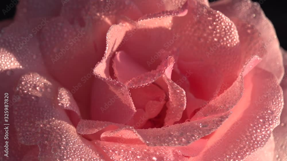 Pink Rose Petals in Dew Drops. Pale Pink rose covered with large ...